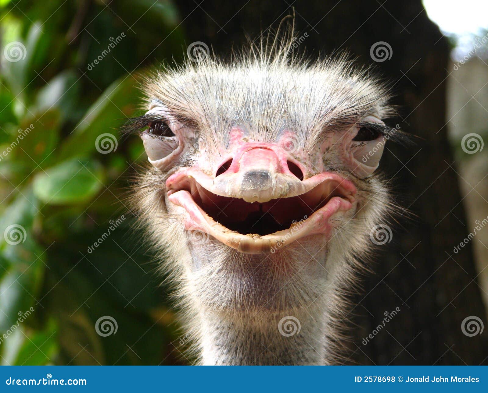 Avestruz sonriente foto de archivo. Imagen de alegre, sonrisa - 2578698