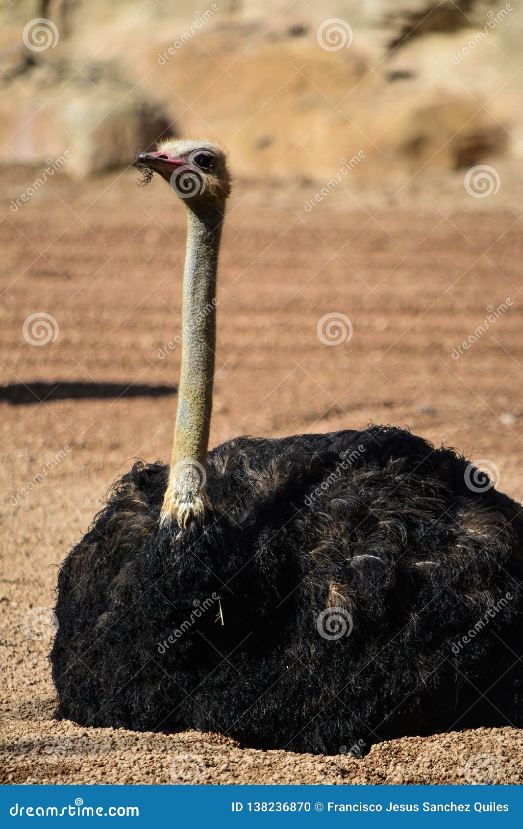 Ostrich Struthio Camelus Struthionidae Stock Photo - Image of ...
