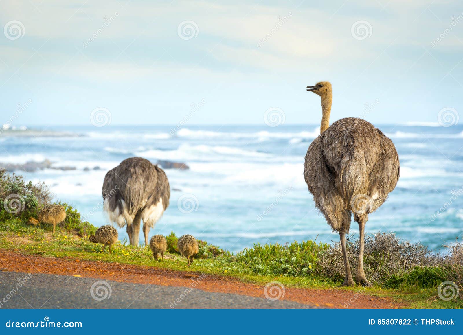 Avestruzes E Pintainhos Ao Lado Do Oceano Foto de Stock - Imagem de ...