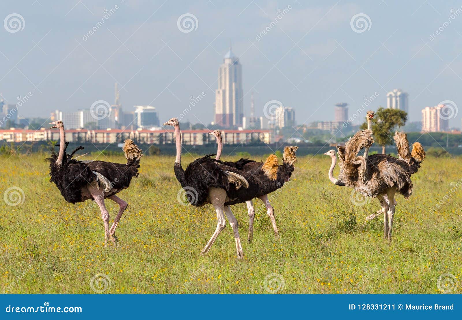 Avestruzes No Parque Nacional De Nairobi Imagem de Stock - Imagem de ...