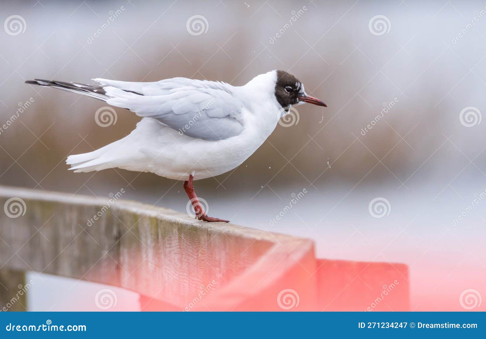 Avian Flu, Black Headed Gull Sneezing with Possible Infection Stock ...