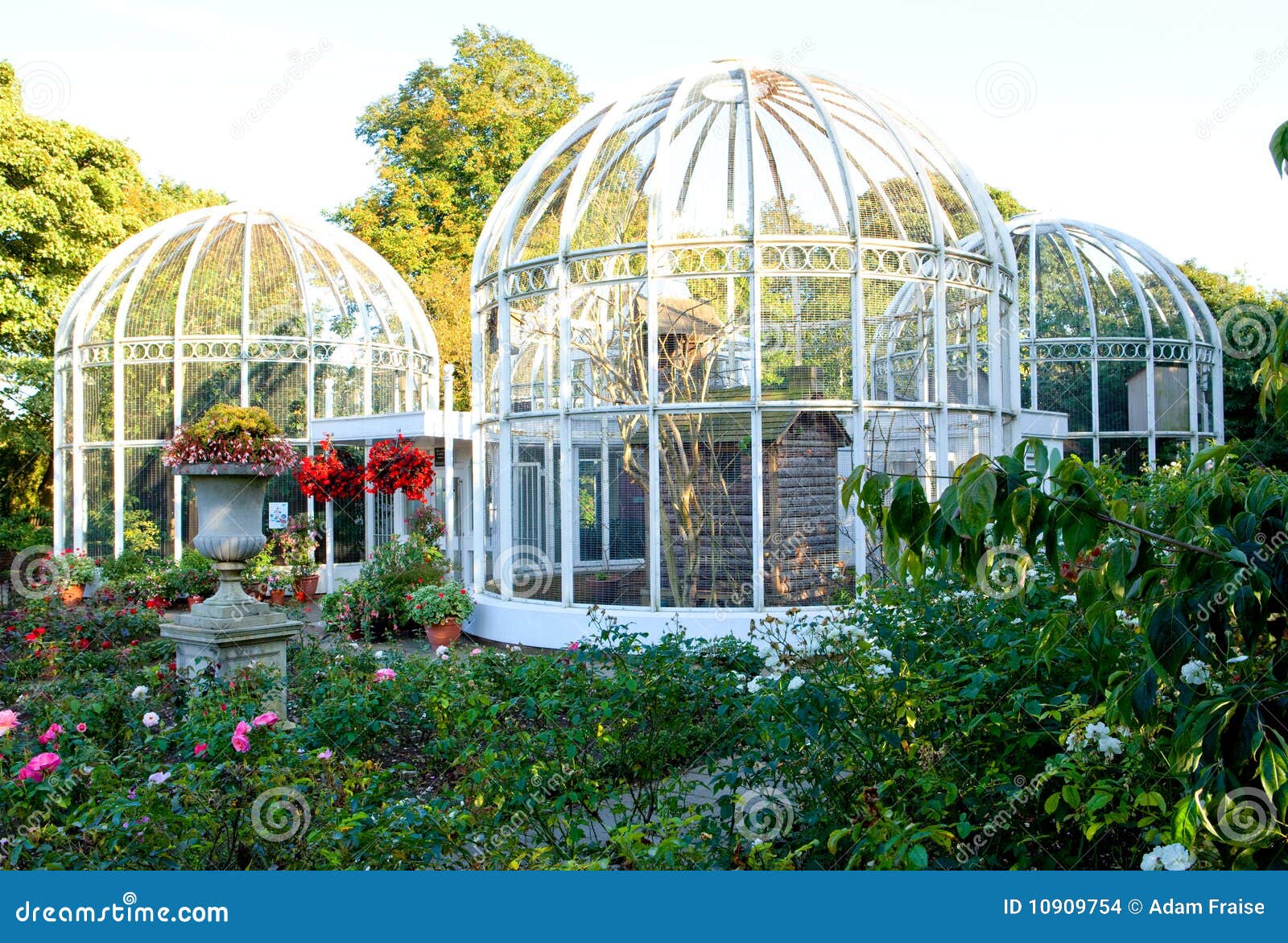 Aviarium arkivfoto. Bild av sommar, buske, träd, blomma - 10909754