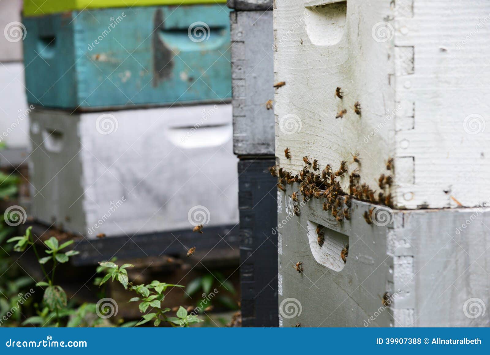 Aviary stock photo. Image of summer, honey, keeping, commercial - 39907388