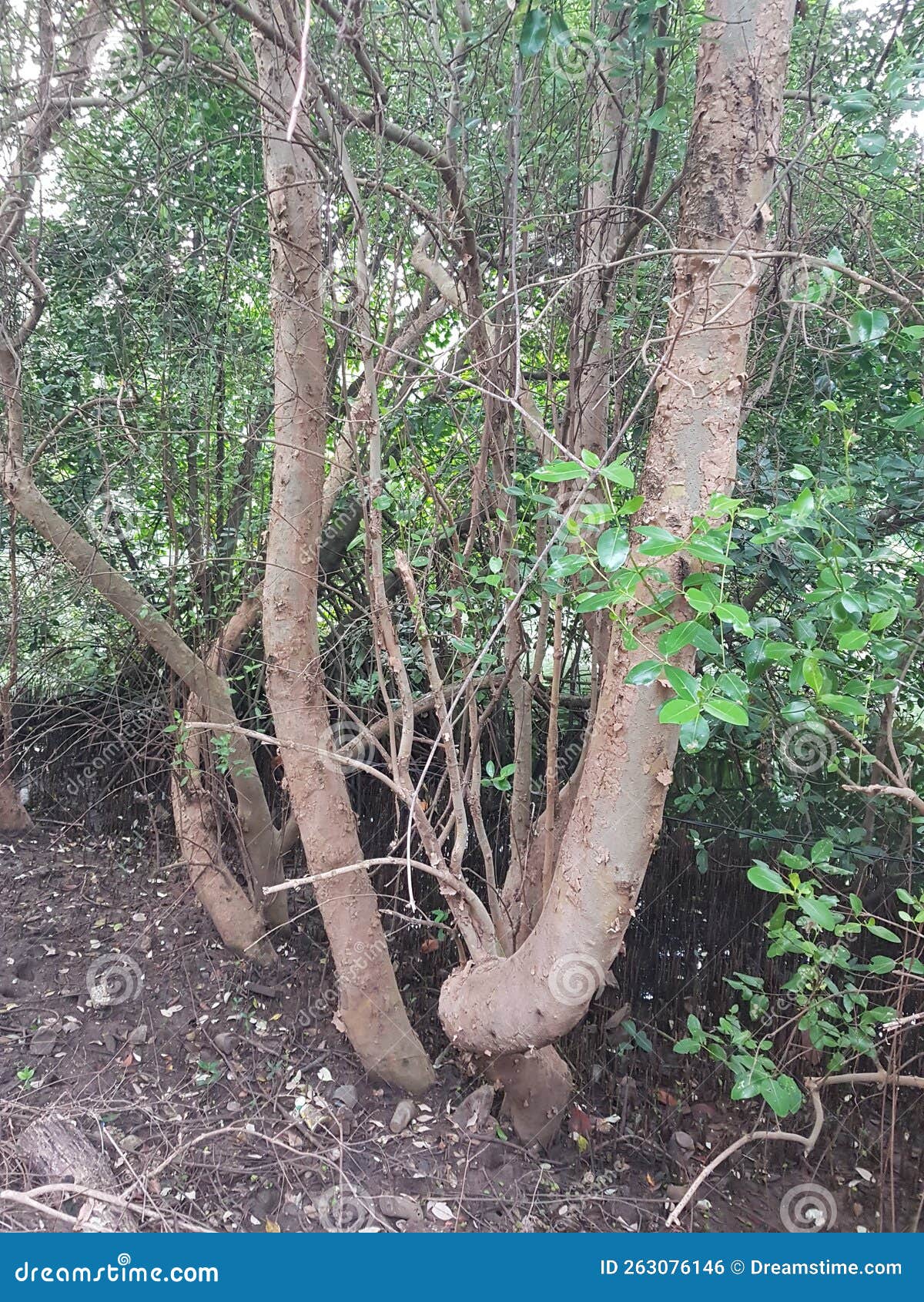 Avicennia Marina Mangrove in Afternoon Stock Photo - Image of marina ...