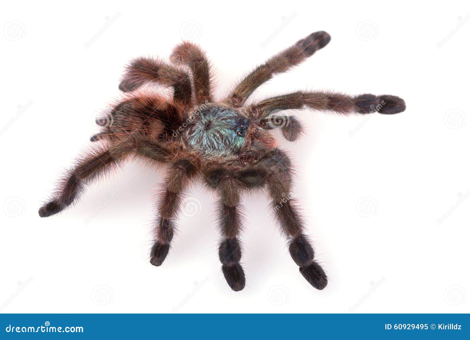 Avicularia Versicolor, Tarantula, Isolated Stock Image - Image of ...