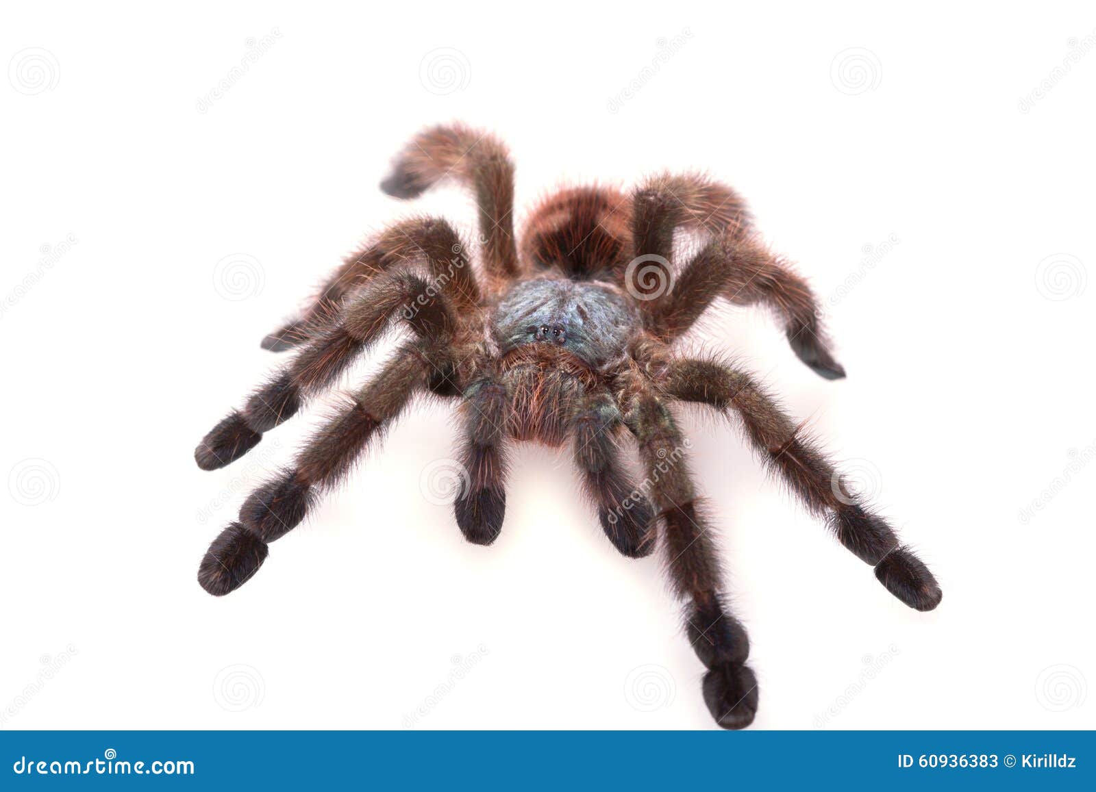 Avicularia Versicolor, Tarantula, Isolated Stock Image - Image of fear ...