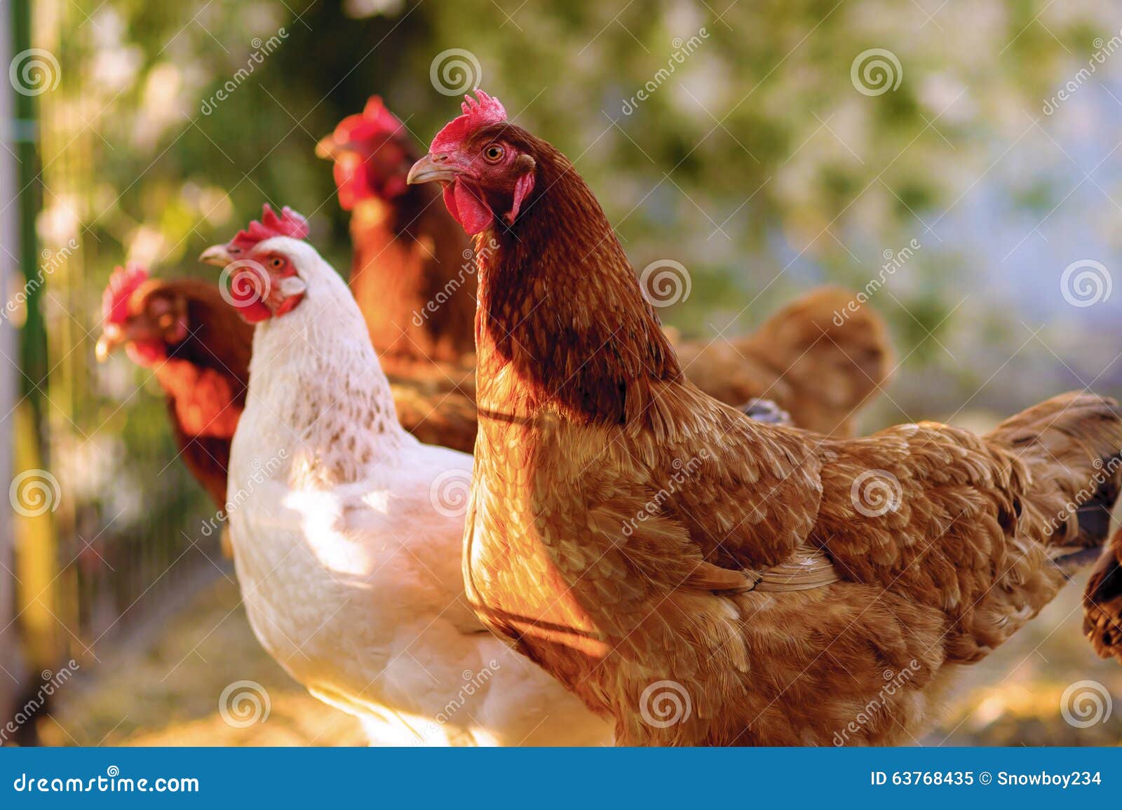 967 Photos de Aviculture - Photos de stock gratuites et libres de ...