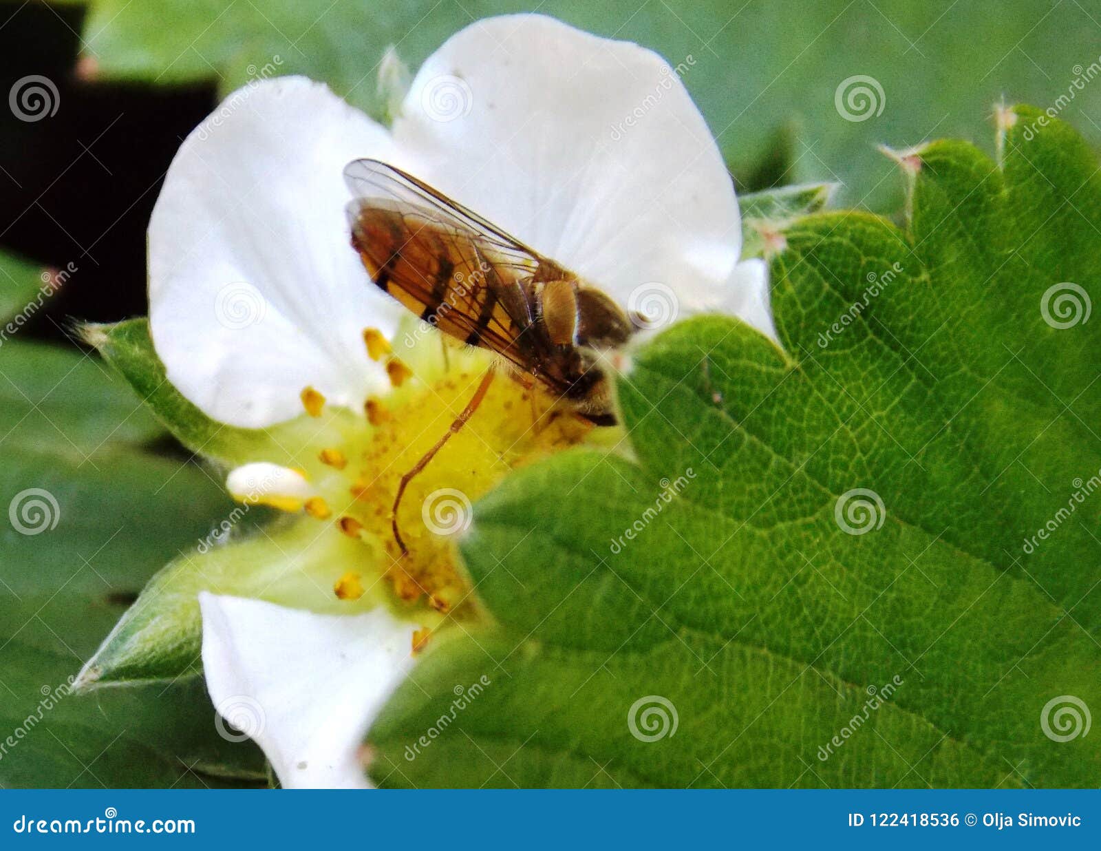 Avispa en una flor foto de archivo. Imagen de macro - 122418536