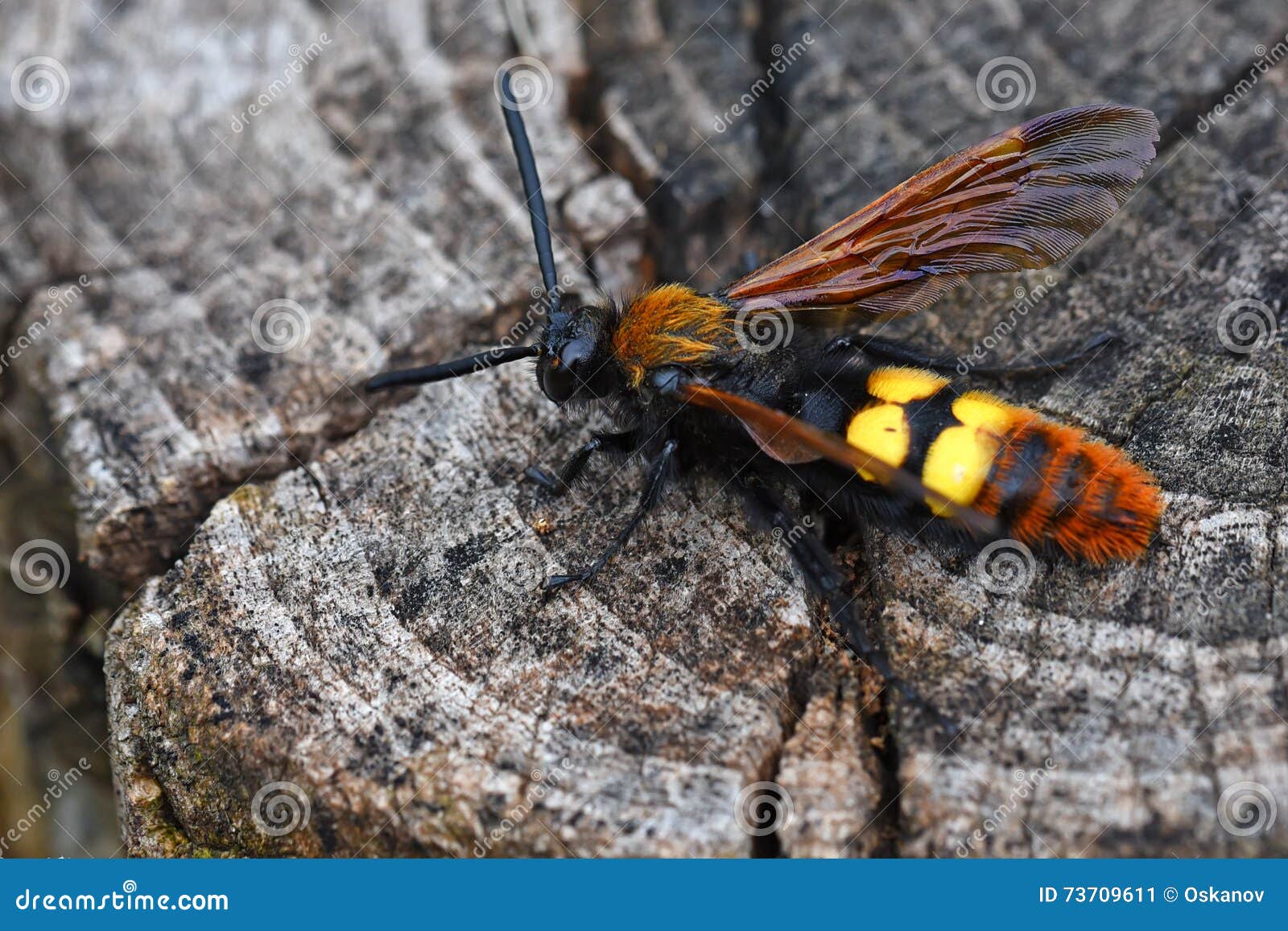 Avispa gigante o Scolia imagen de archivo. Imagen de iridiscente - 73709611
