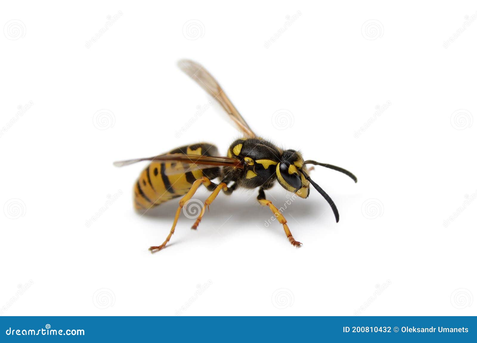 Avispa Grande Aislado En Fondo Blanco Cerca Foto de archivo - Imagen de ...