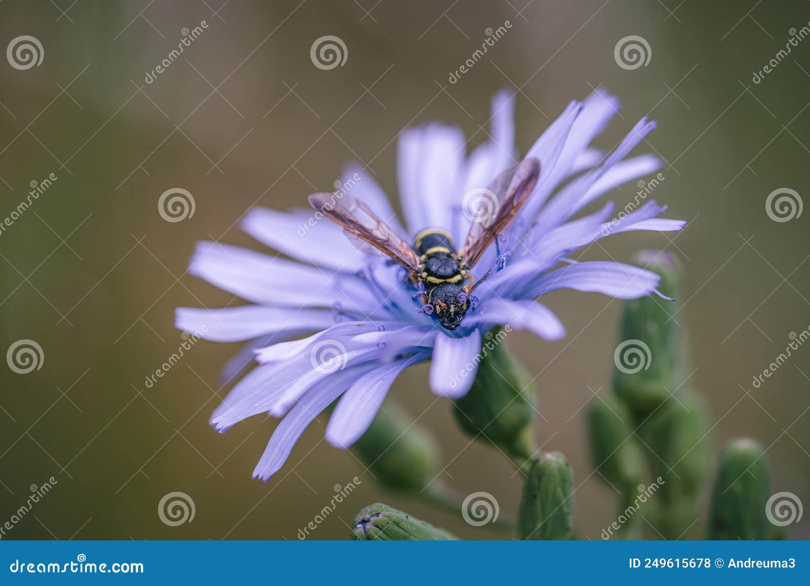 Avispa Sobre La Flor De Cardo Azul Foto de archivo - Imagen de pistilo ...