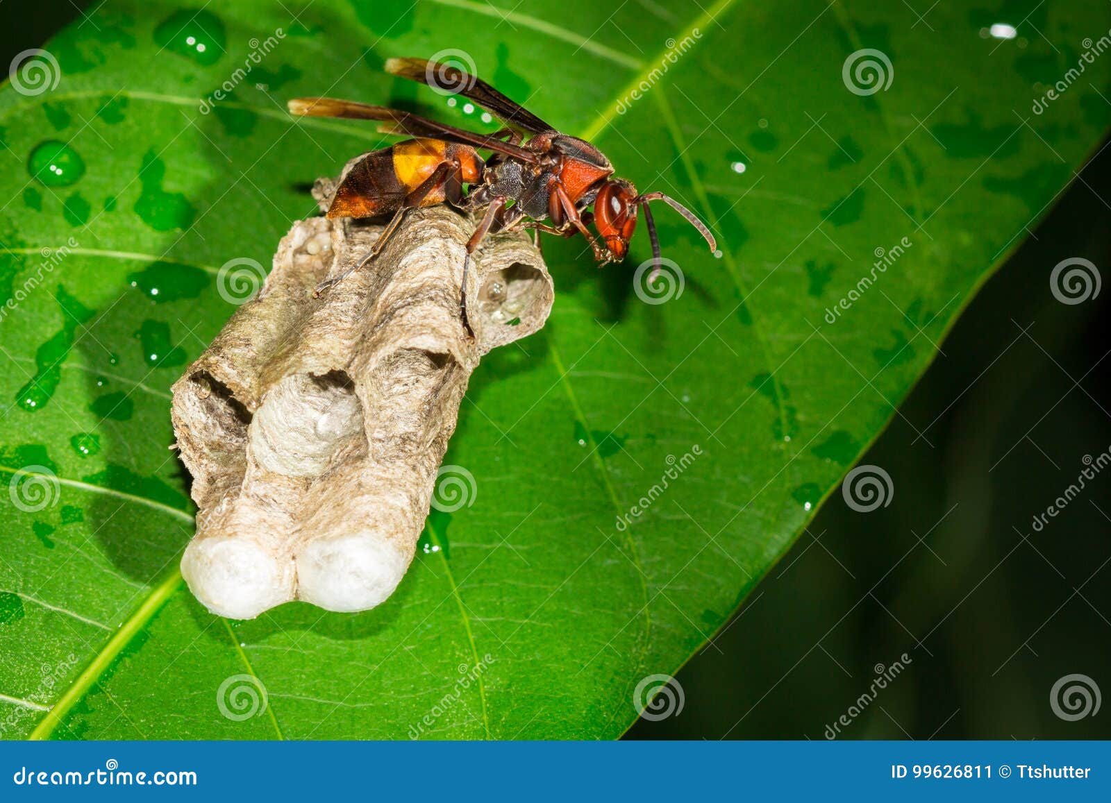 Avispas grandes imagen de archivo. Imagen de exterior - 99626811