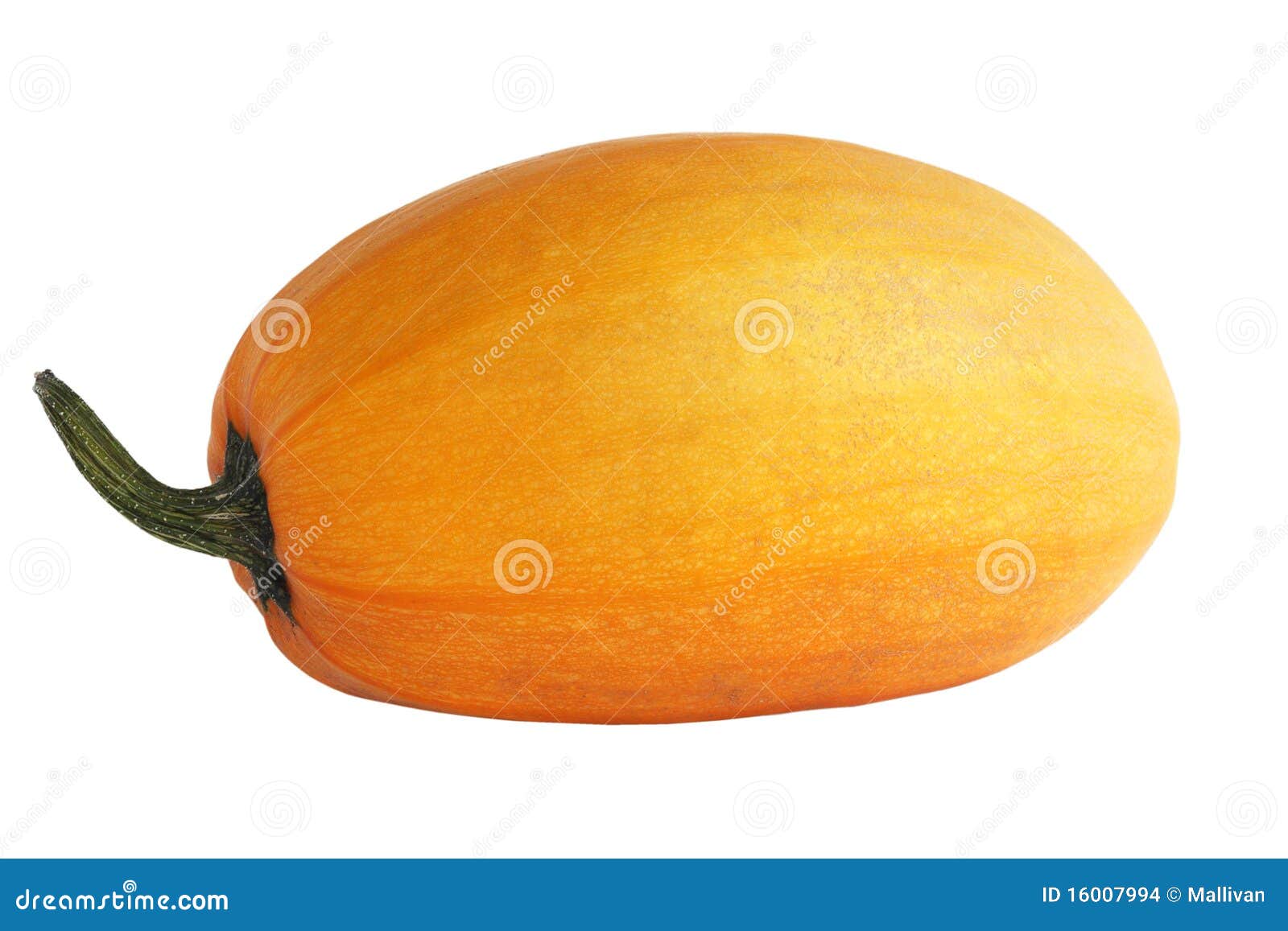 Avlång pumpa arkivfoto. Bild av objekt, dekorativt, oktober - 16007994