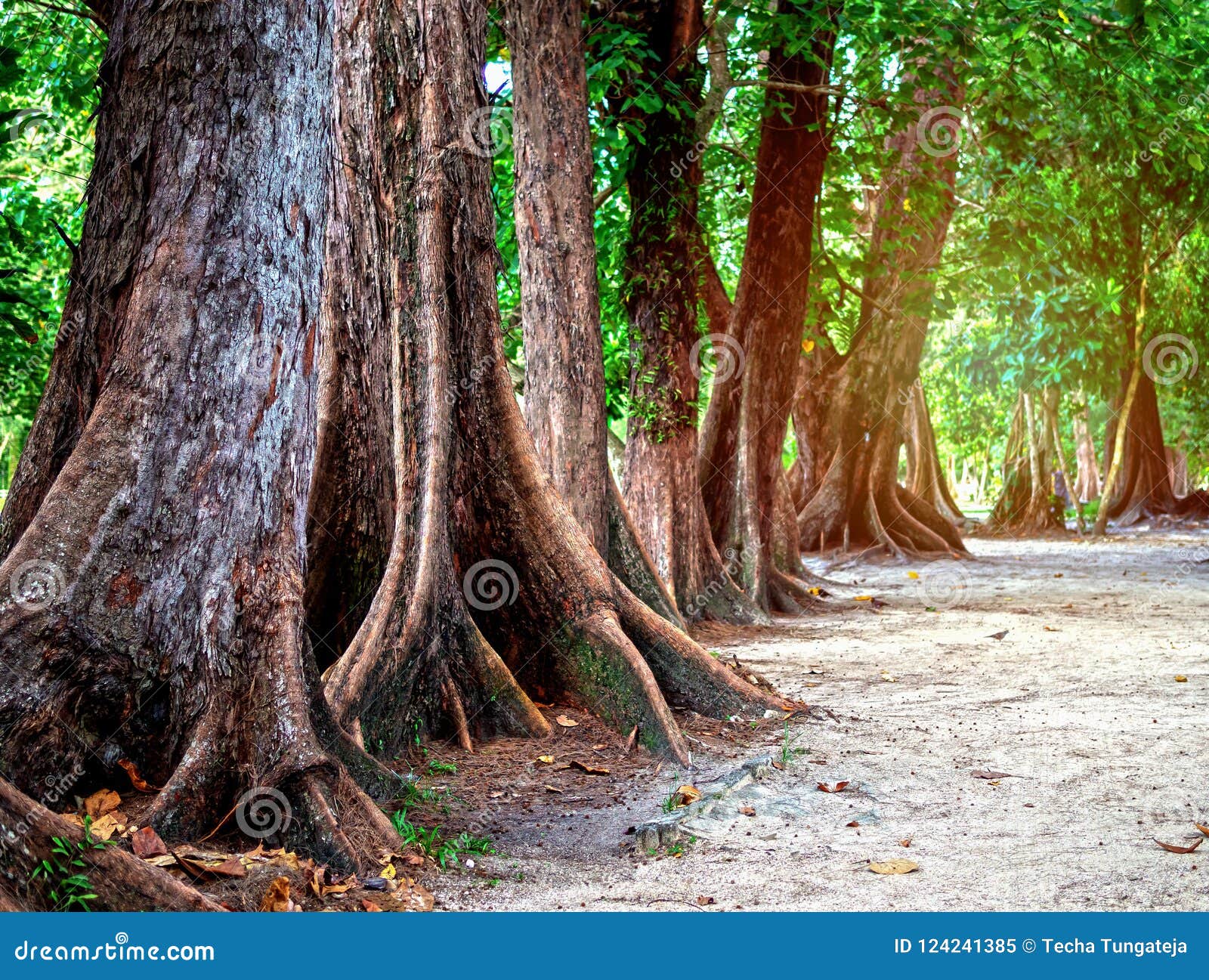 Avobe todo del árbol imagen de archivo. Imagen de modelo - 124241385