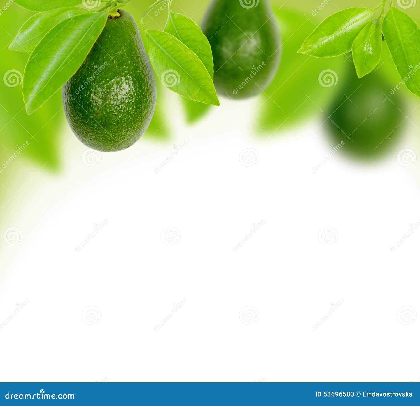 Avocado stock photo. Image of abstract, crop, fresh, copyspace - 53696580