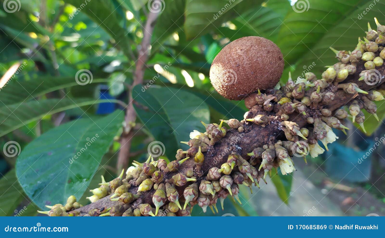 Avocado or Alligator Pear or Avocado Alligator Seedlings in a Pots on ...
