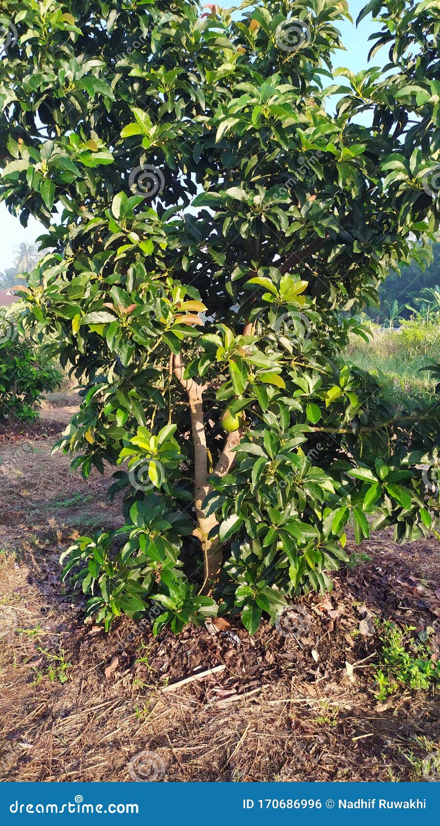 Avocado or Alligator Pear or Avocado Alligator Seedlings in a Pots on ...