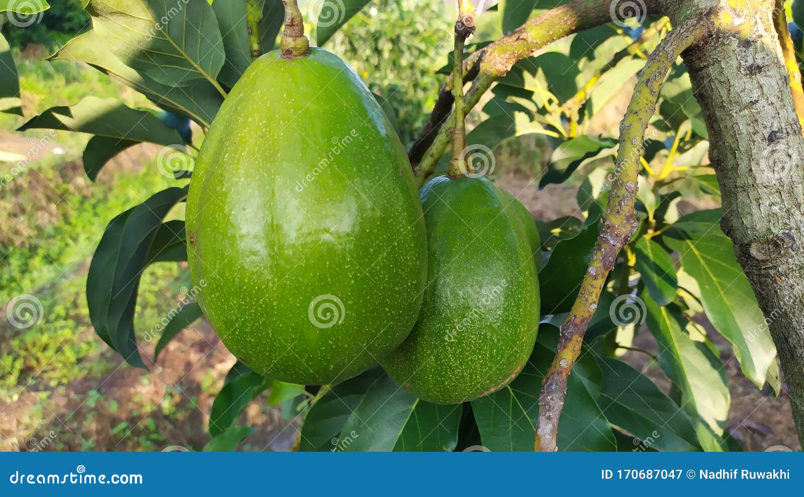 Avocado or Alligator Pear or Avocado Alligator Seedlings in a Pots on ...