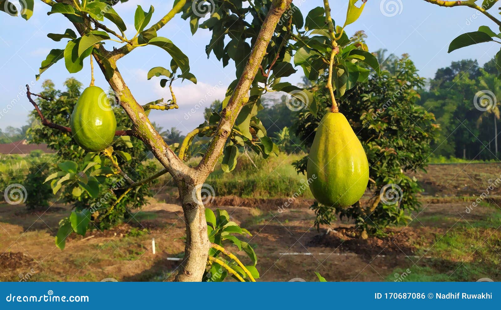 Avocado or Alligator Pear or Avocado Alligator Seedlings in a Pots on ...