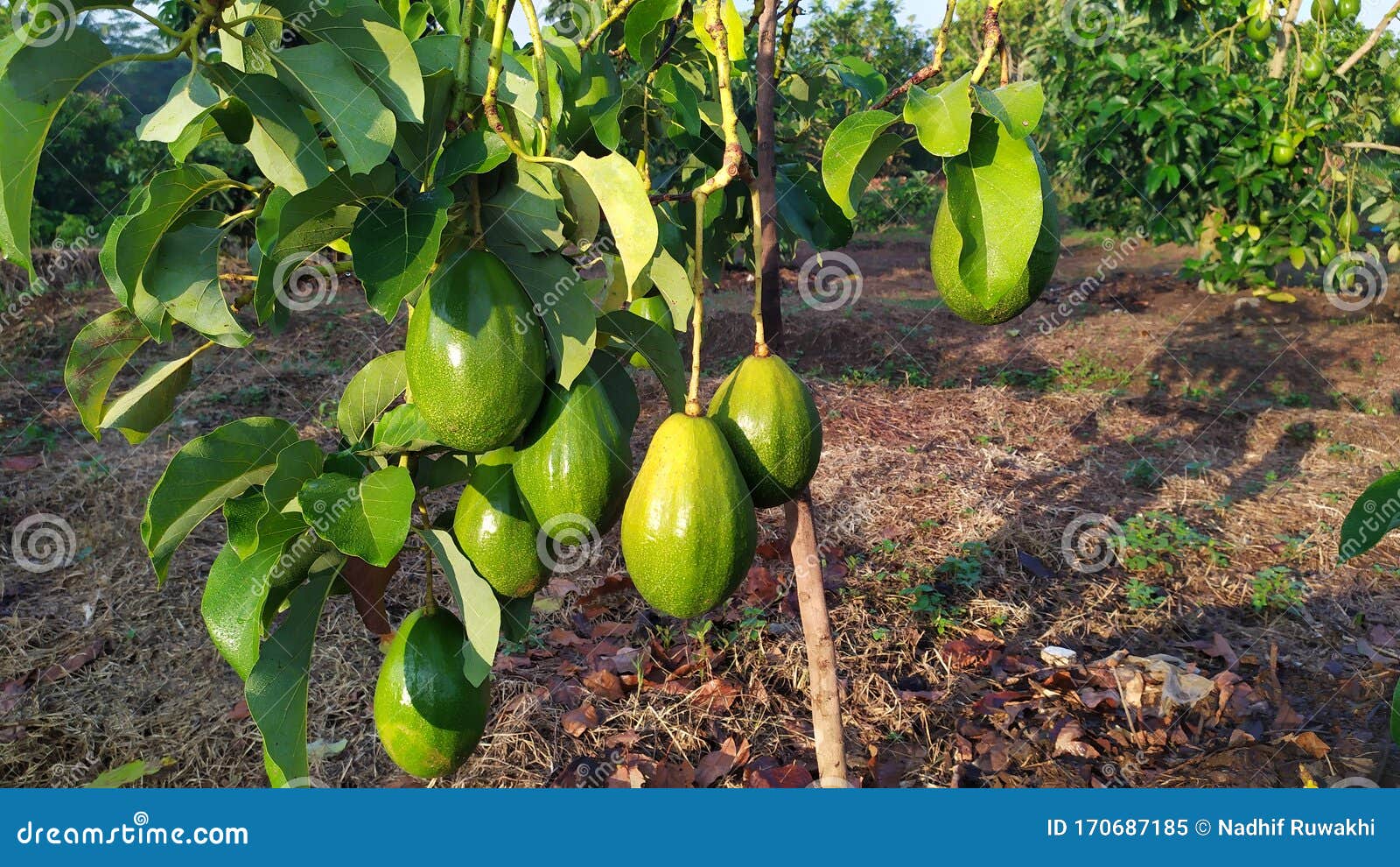 Avocado or Alligator Pear or Avocado Alligator Seedlings in a Pots on ...
