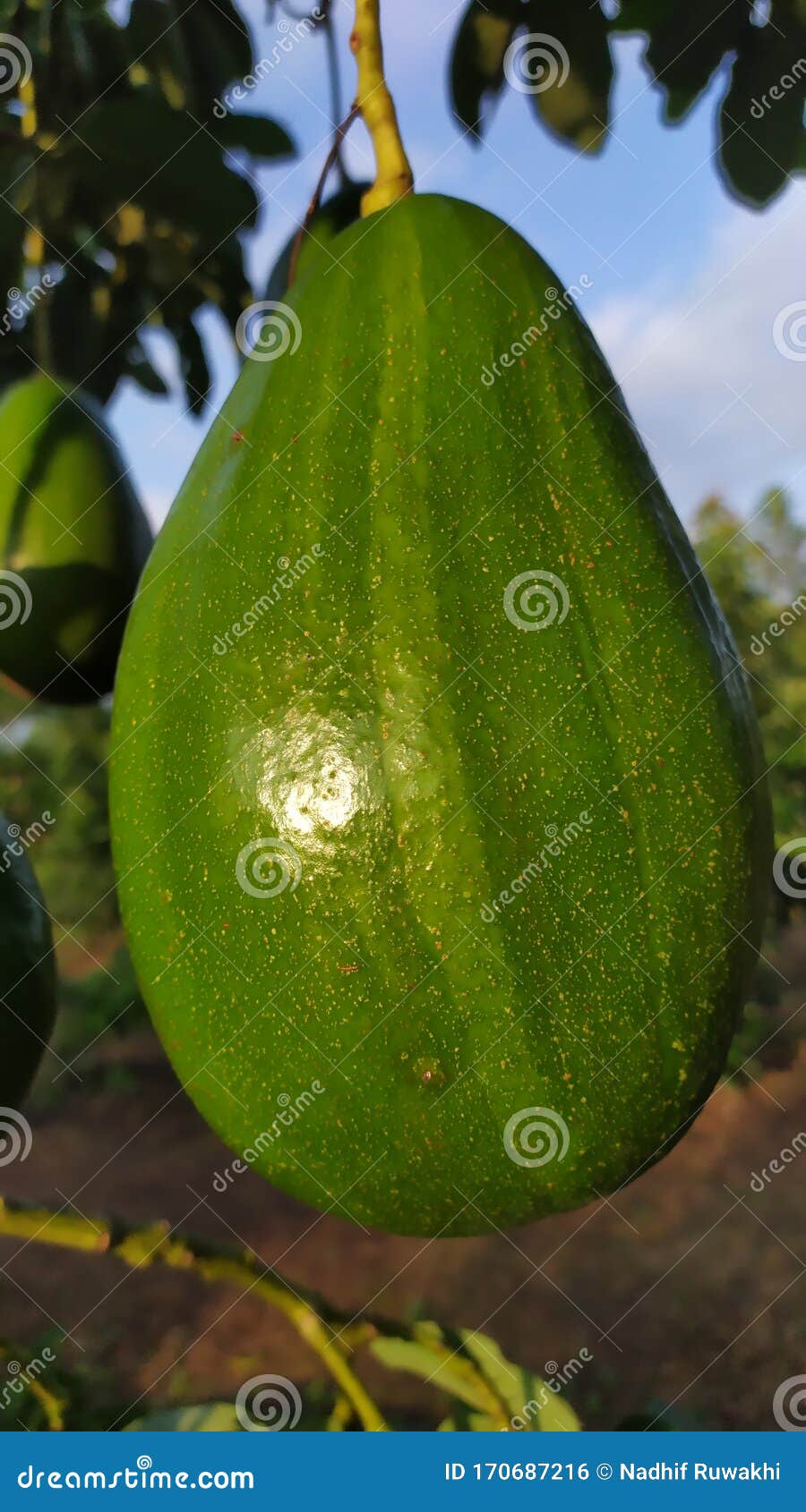 Avocado or Alligator Pear or Avocado Alligator Seedlings in a Pots on ...