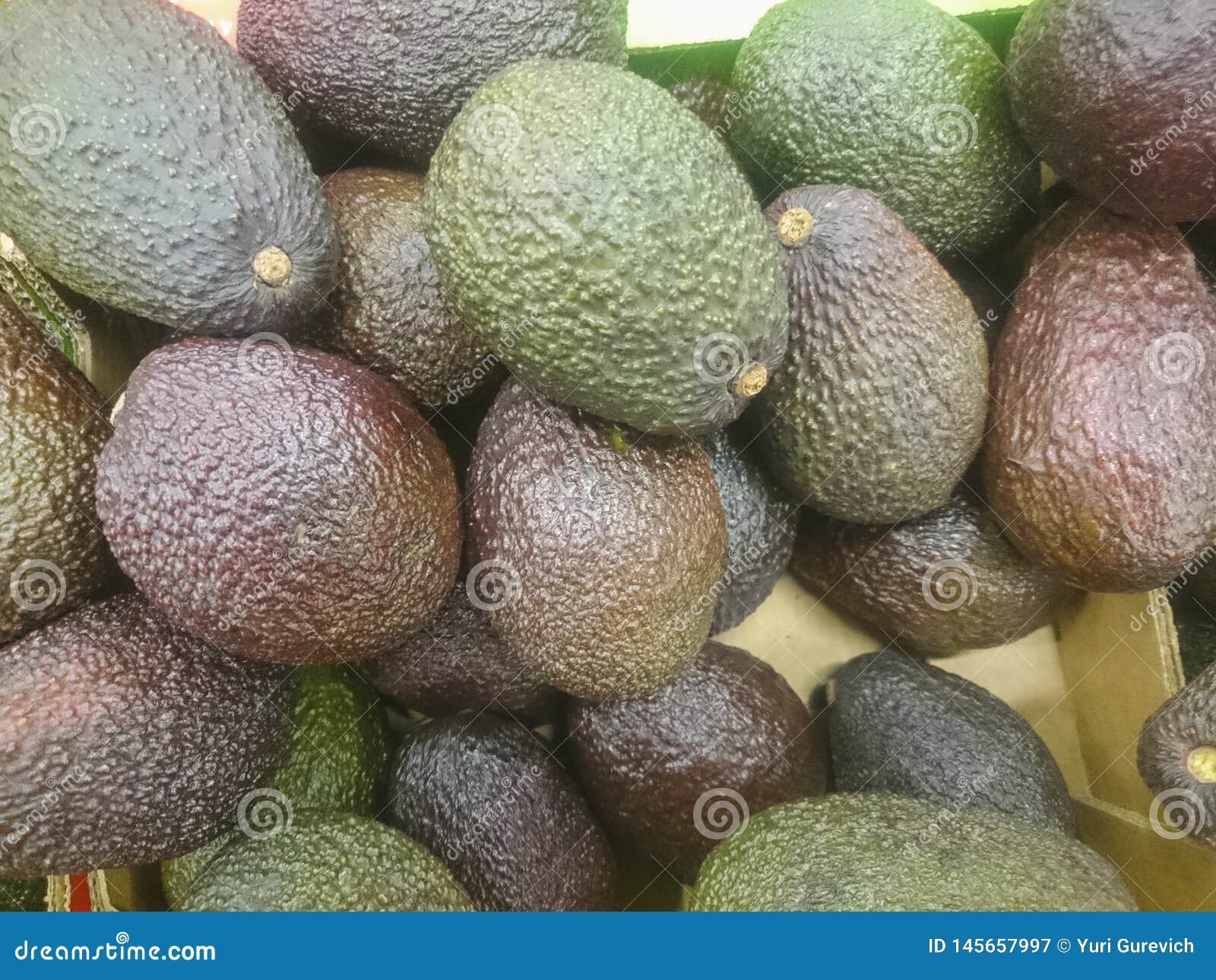 Avocado Also Refers To the Avocado Tree`s Fruit, Which is Botanically a ...