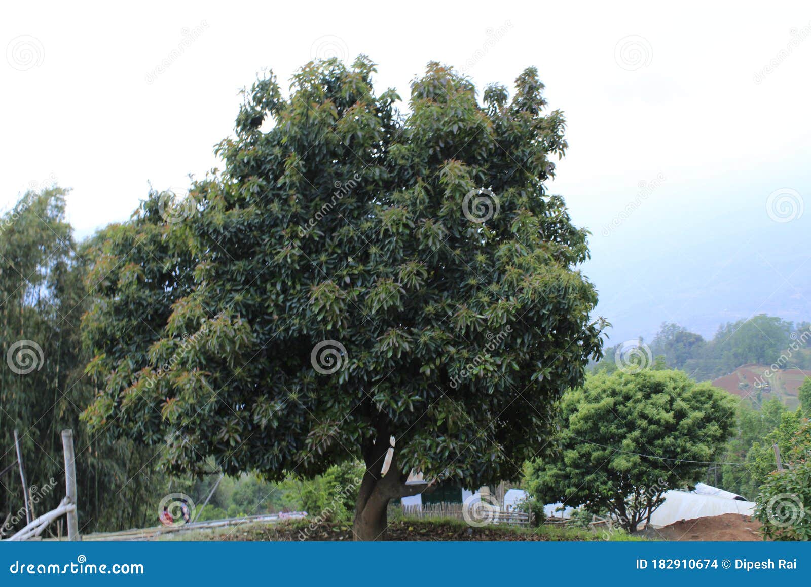 Avocado Beautiful Tree with White Background Stock Photo - Image of ...
