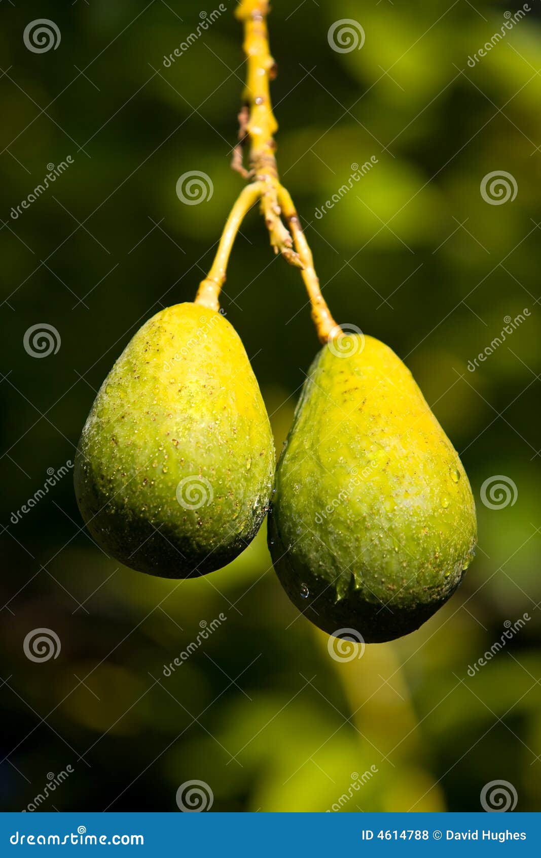 Avocado on branch stock photo. Image of tree, pair, health - 4614788