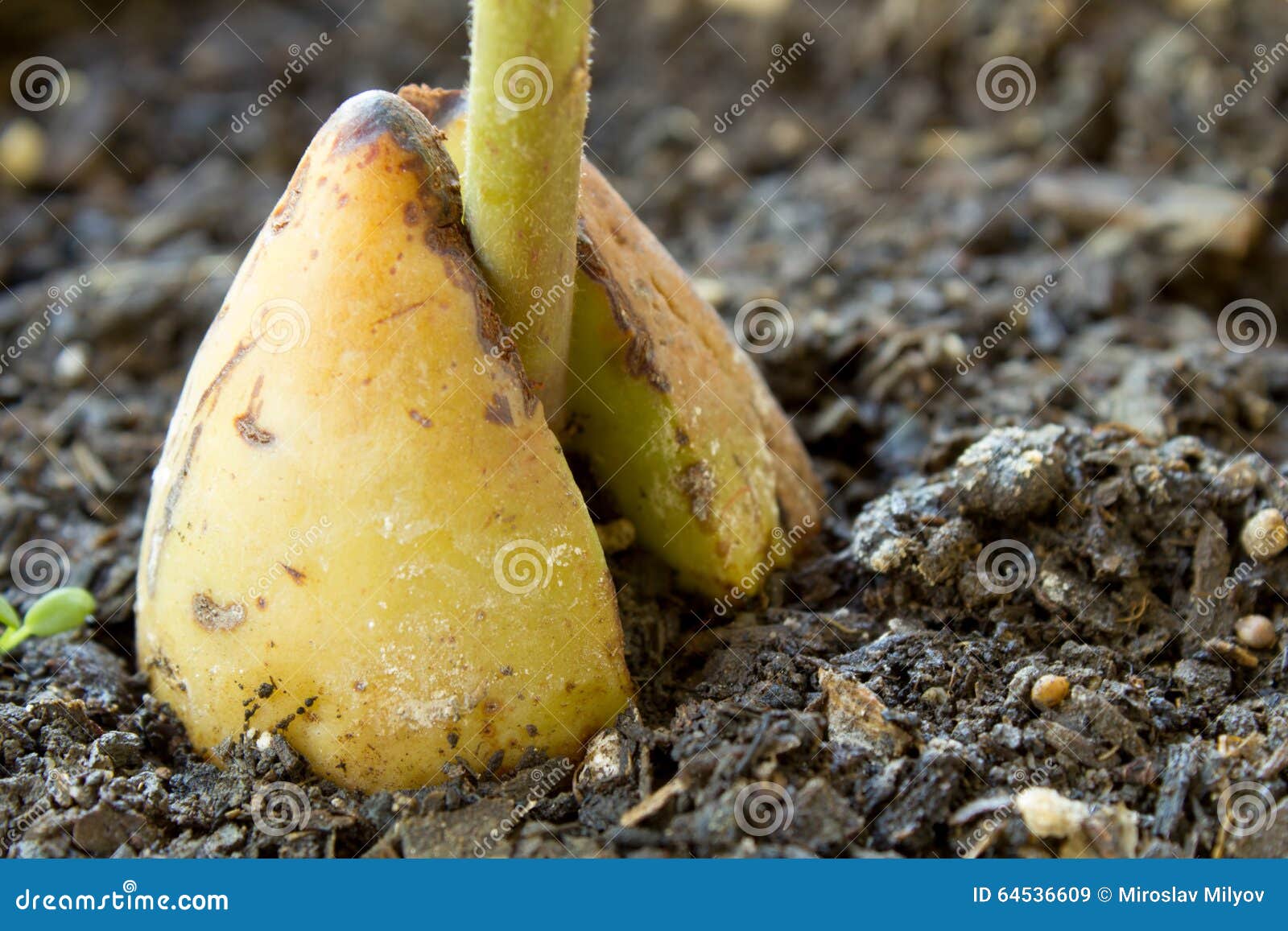 Avocado stock image. Image of growing, avocado, stalk - 64536609