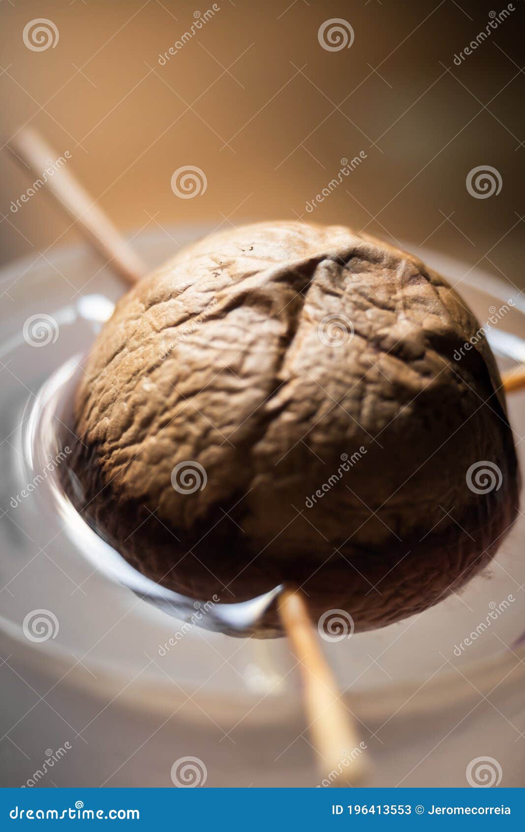 Avocado core germinating stock image. Image of seed - 196413553