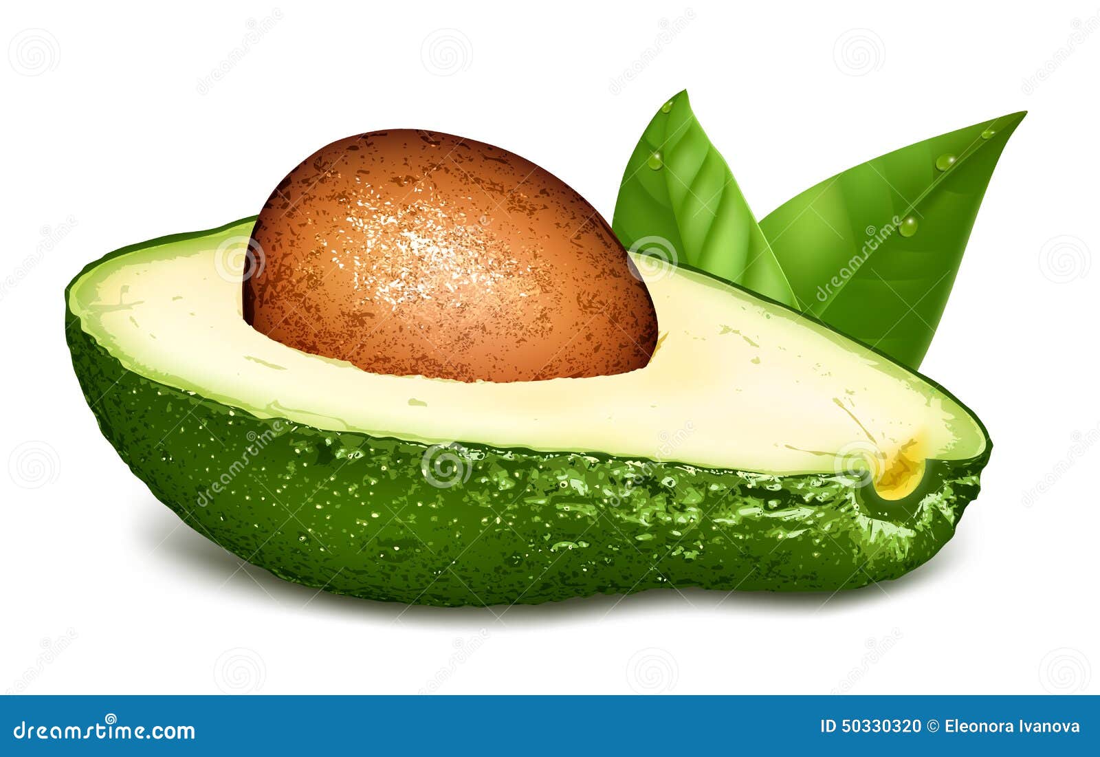 Avocado with Core and Leaves. Stock Vector - Illustration of vector ...