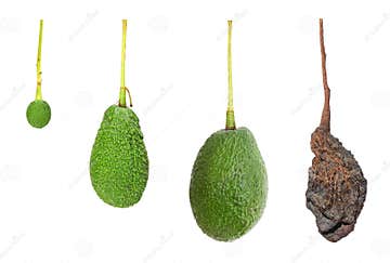 Avocado Development Stages Isolated on a White Background Stock Photo ...