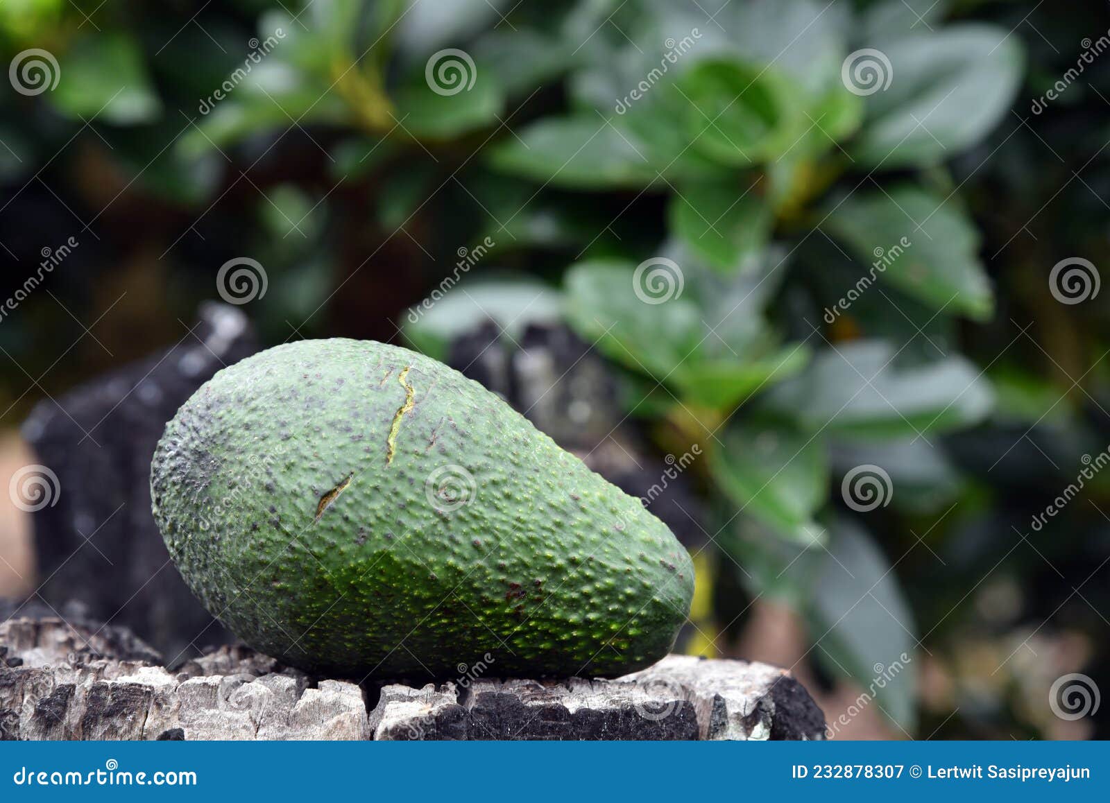 Avocado Fruit Disease from Fungi Stock Image - Image of fungi ...