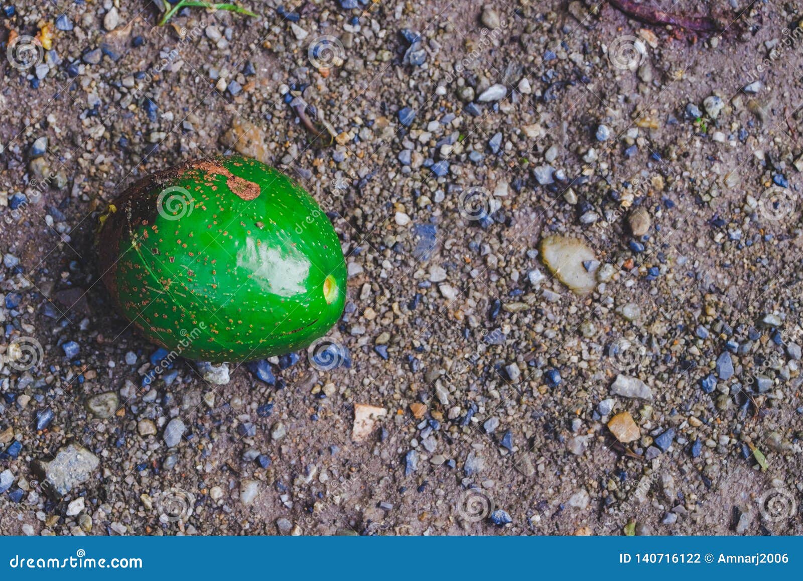 Avocado Fruit Drop from Tree Stock Photo - Image of natural, exotic ...