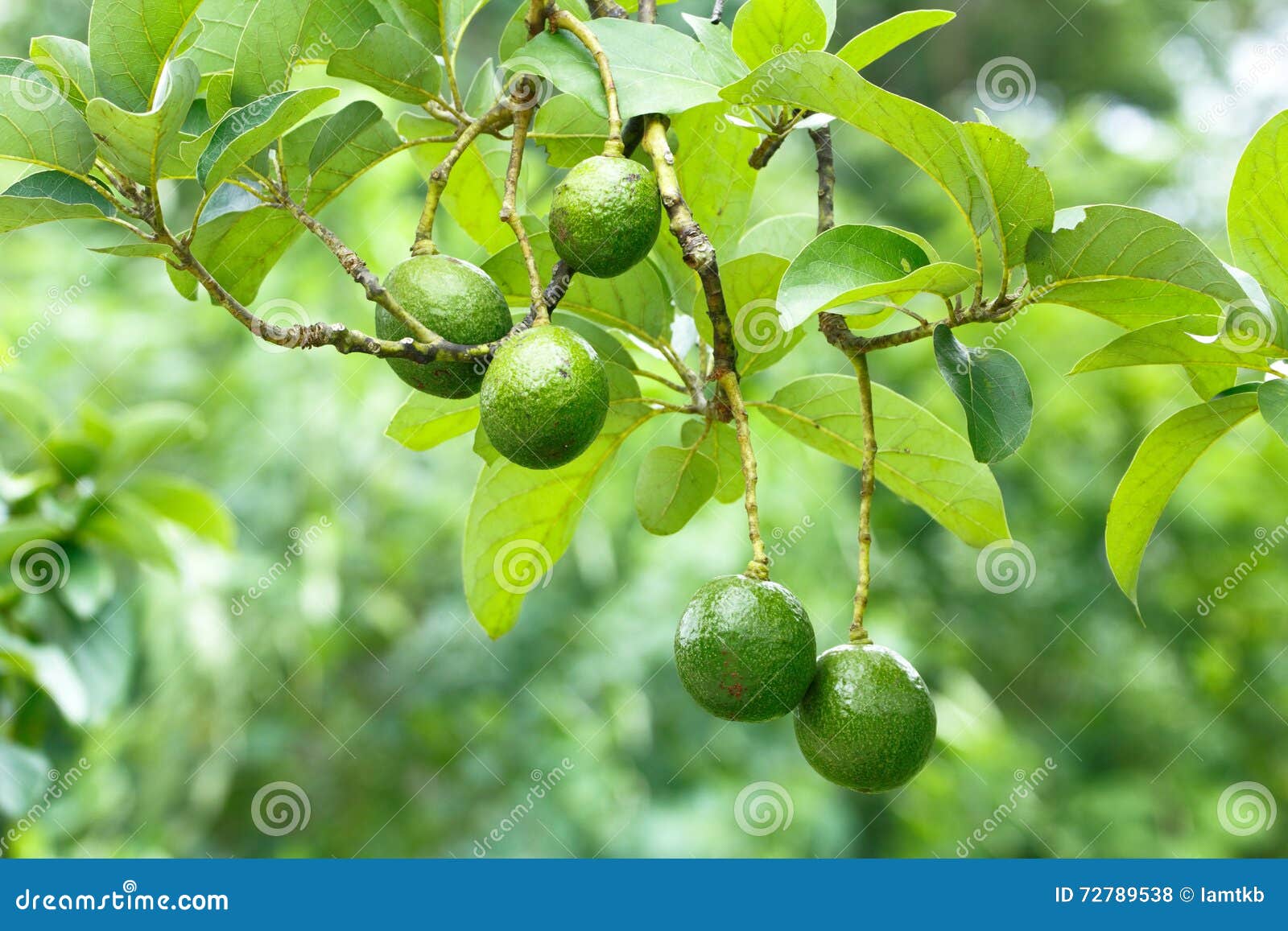 Avocado fruit tree stock photo. Image of persea, nature - 72789538