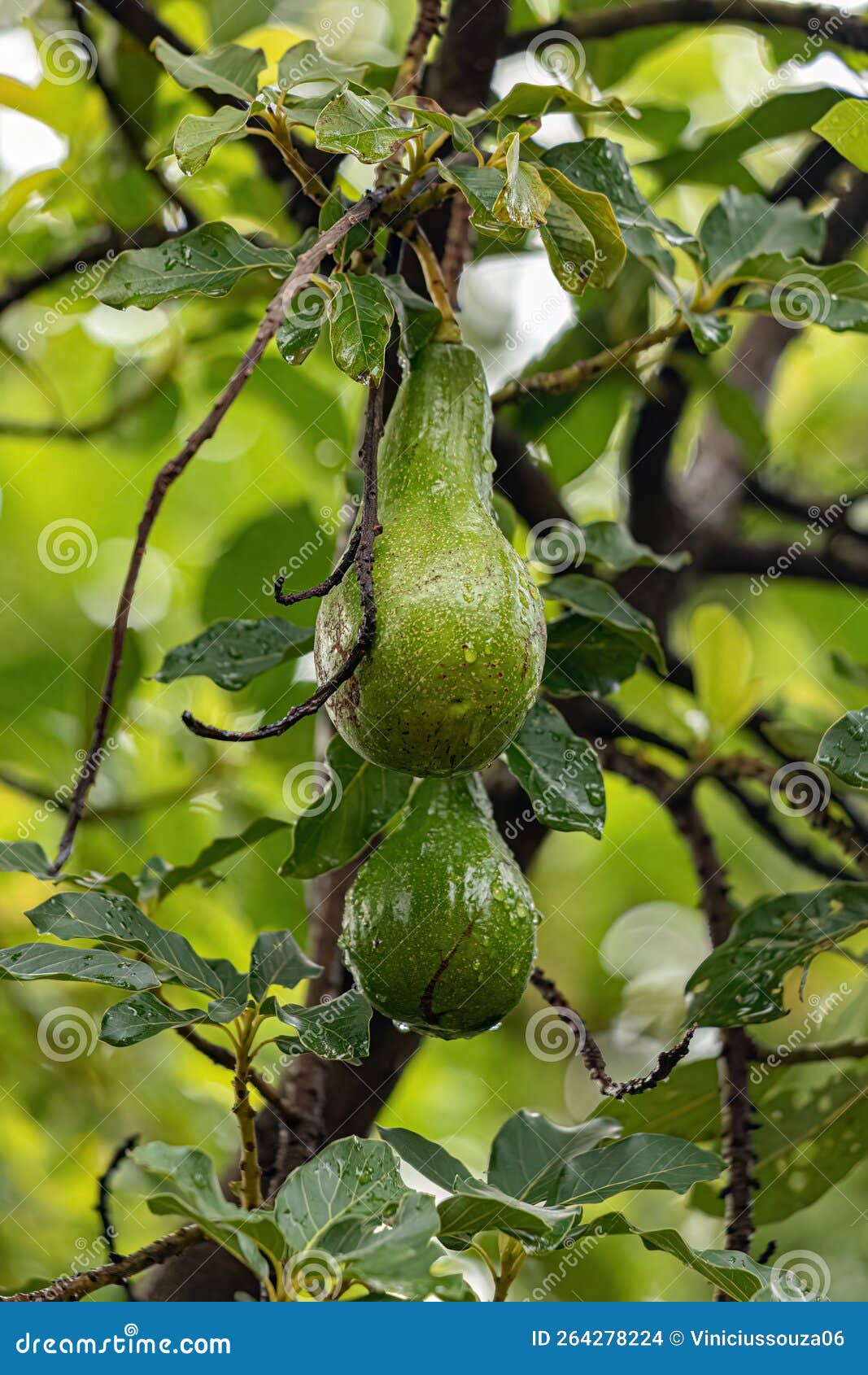 Avocado Fruit Tree stock photo. Image of flora, magnoliopsida - 264278224