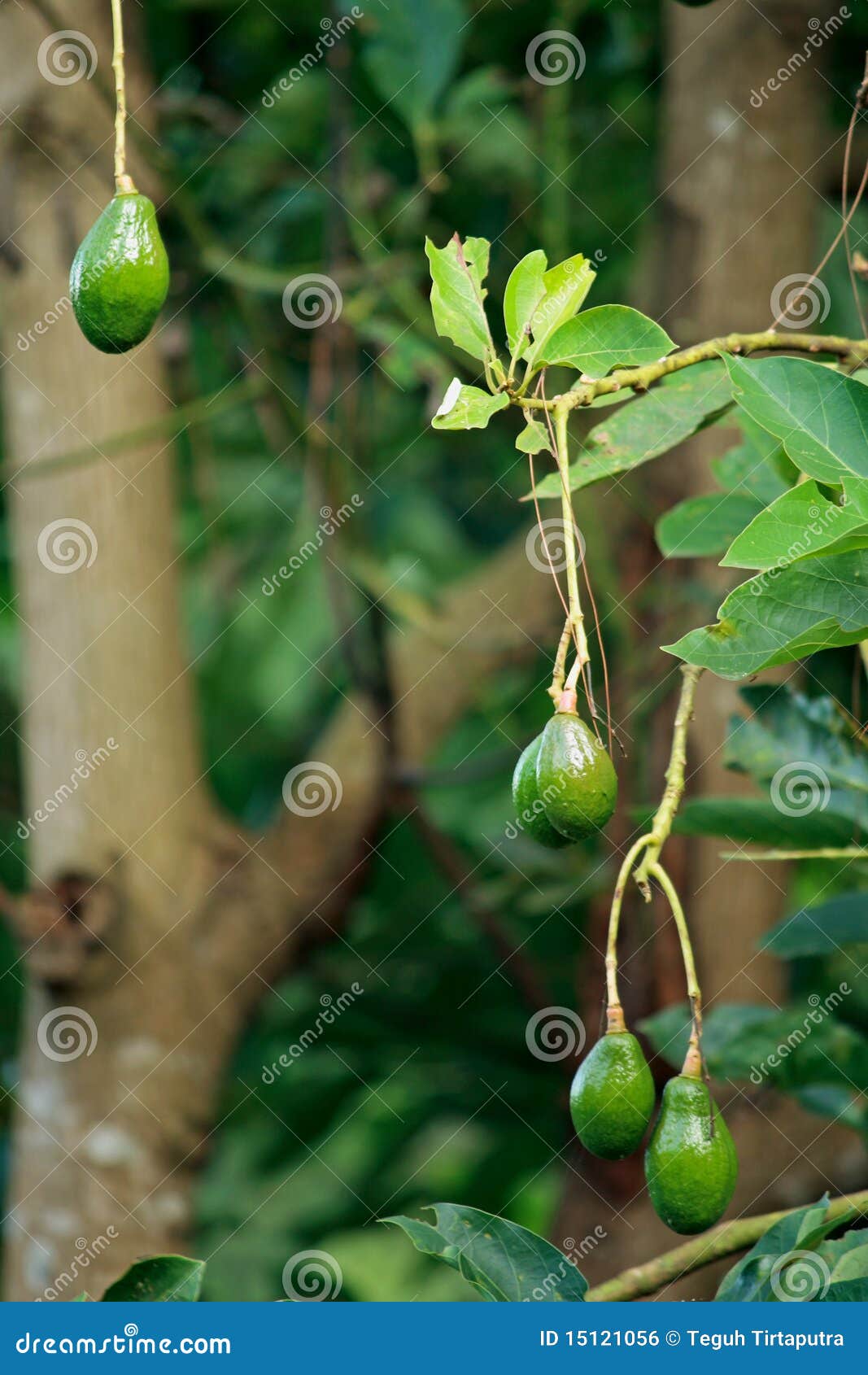 Avocado Fruits, Small Avocados Growing On Tree In Tropes, Rarotonga ...