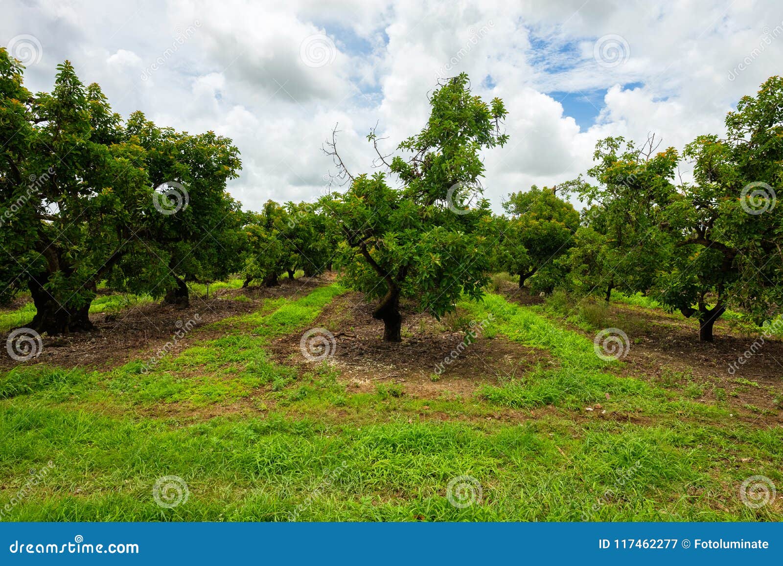 Avocado grove stock image. Image of field, country, agricultural ...
