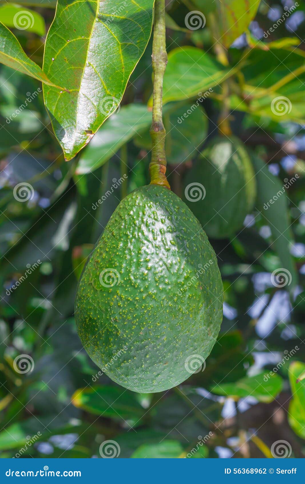 Avocado growing on tree stock photo. Image of brown, close - 56368962