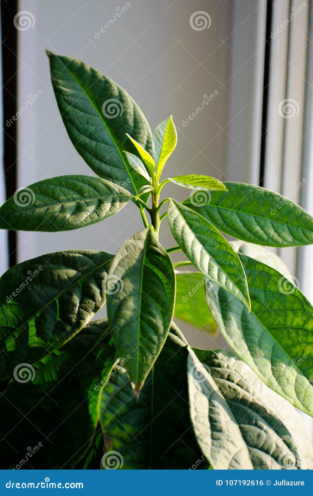 Avocado Grows on the Windowsill. Small Avocado Tree Stock Photo - Image ...