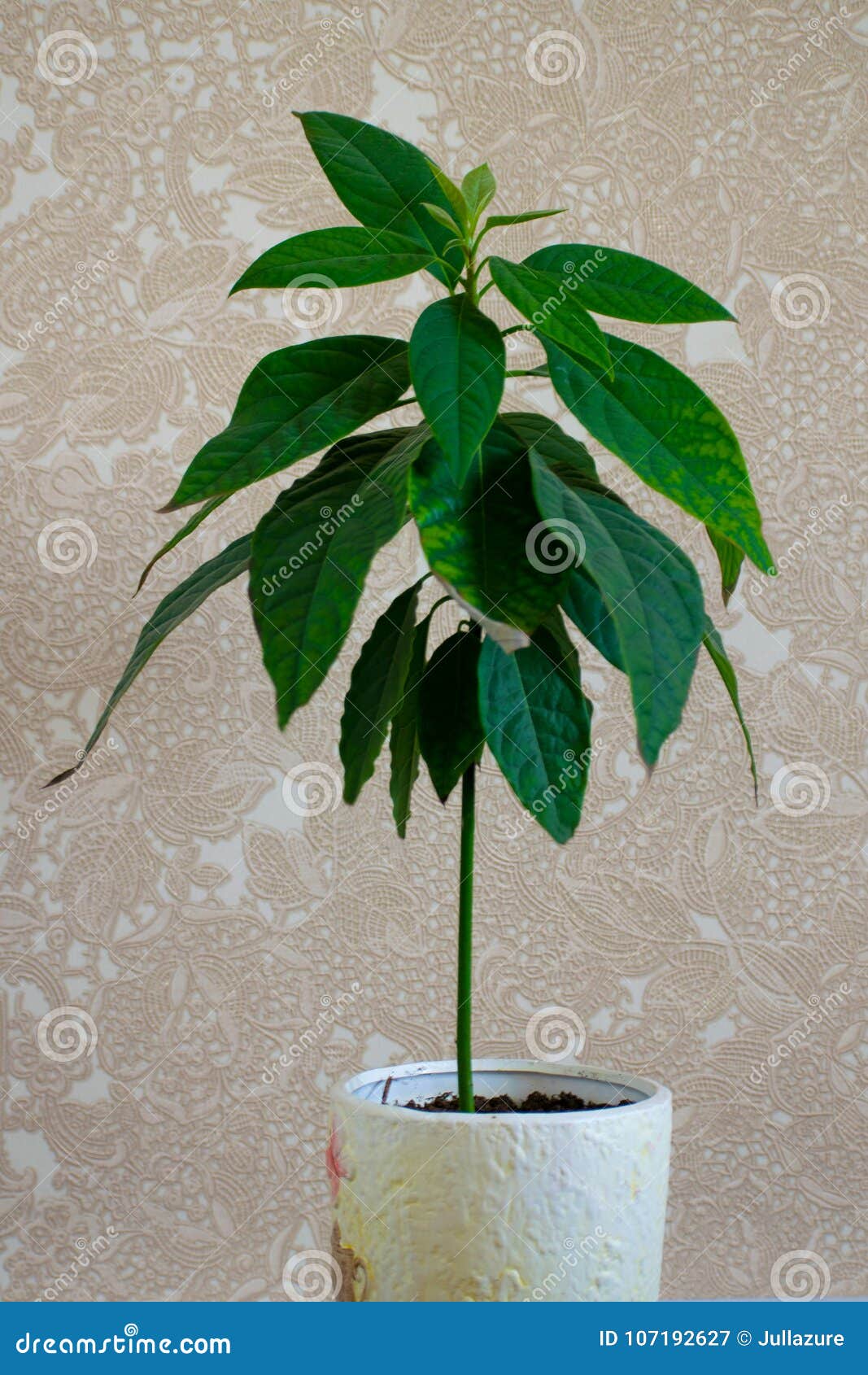 Avocado Grows on the Windowsill. Small Avocado Tree Stock Image - Image ...