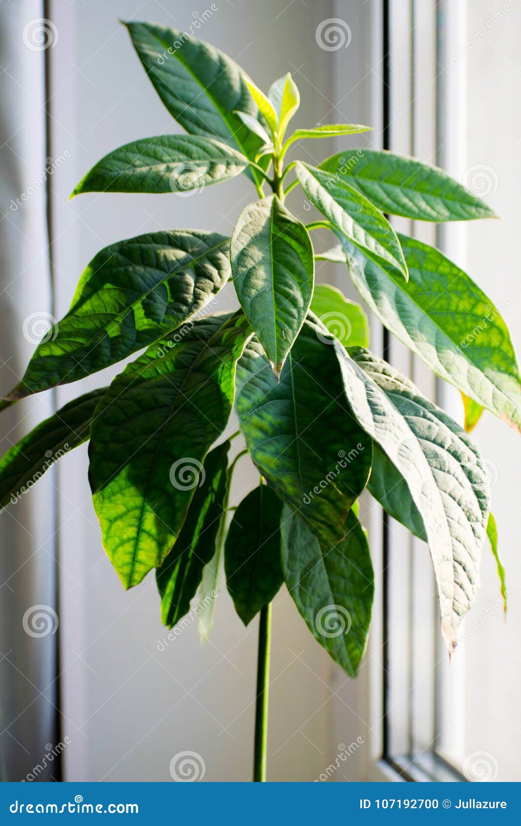 Avocado Grows on the Windowsill. Small Avocado Tree Stock Photo - Image ...