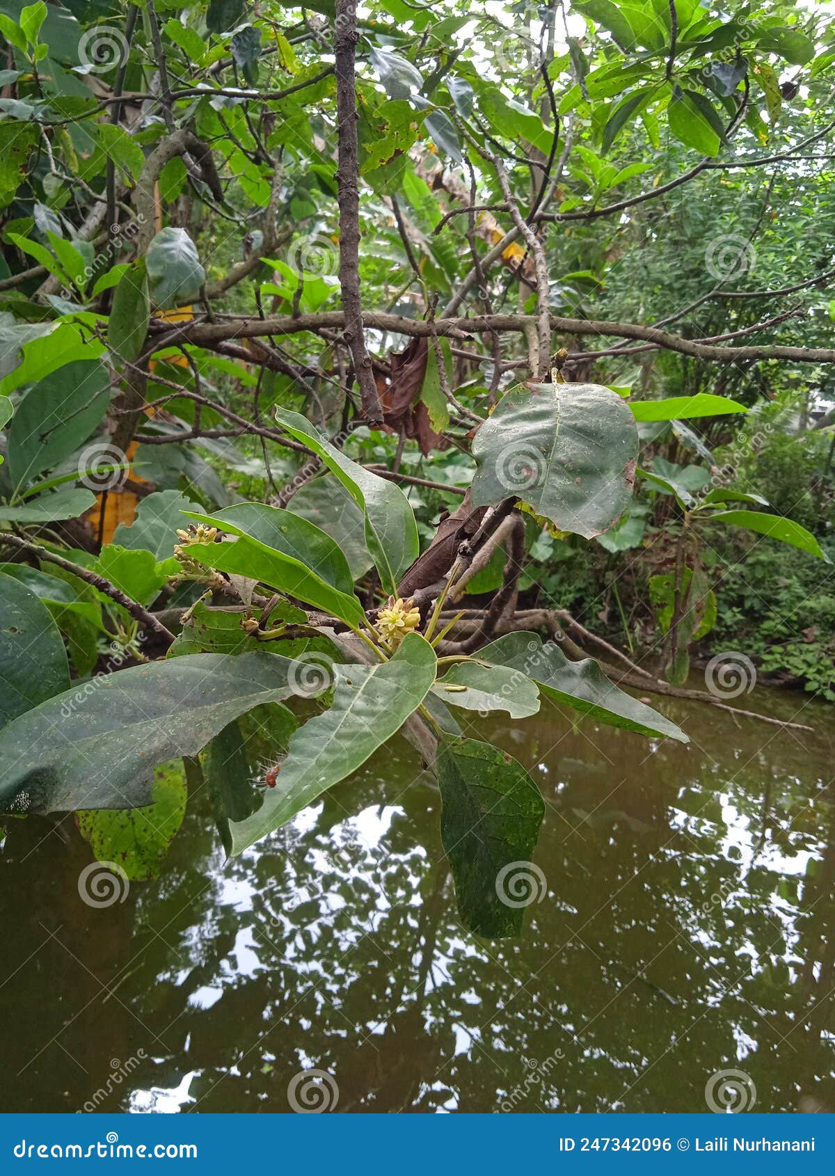Avocado Leaf Hanging Above River Stock Photo - Image of forest, nature ...