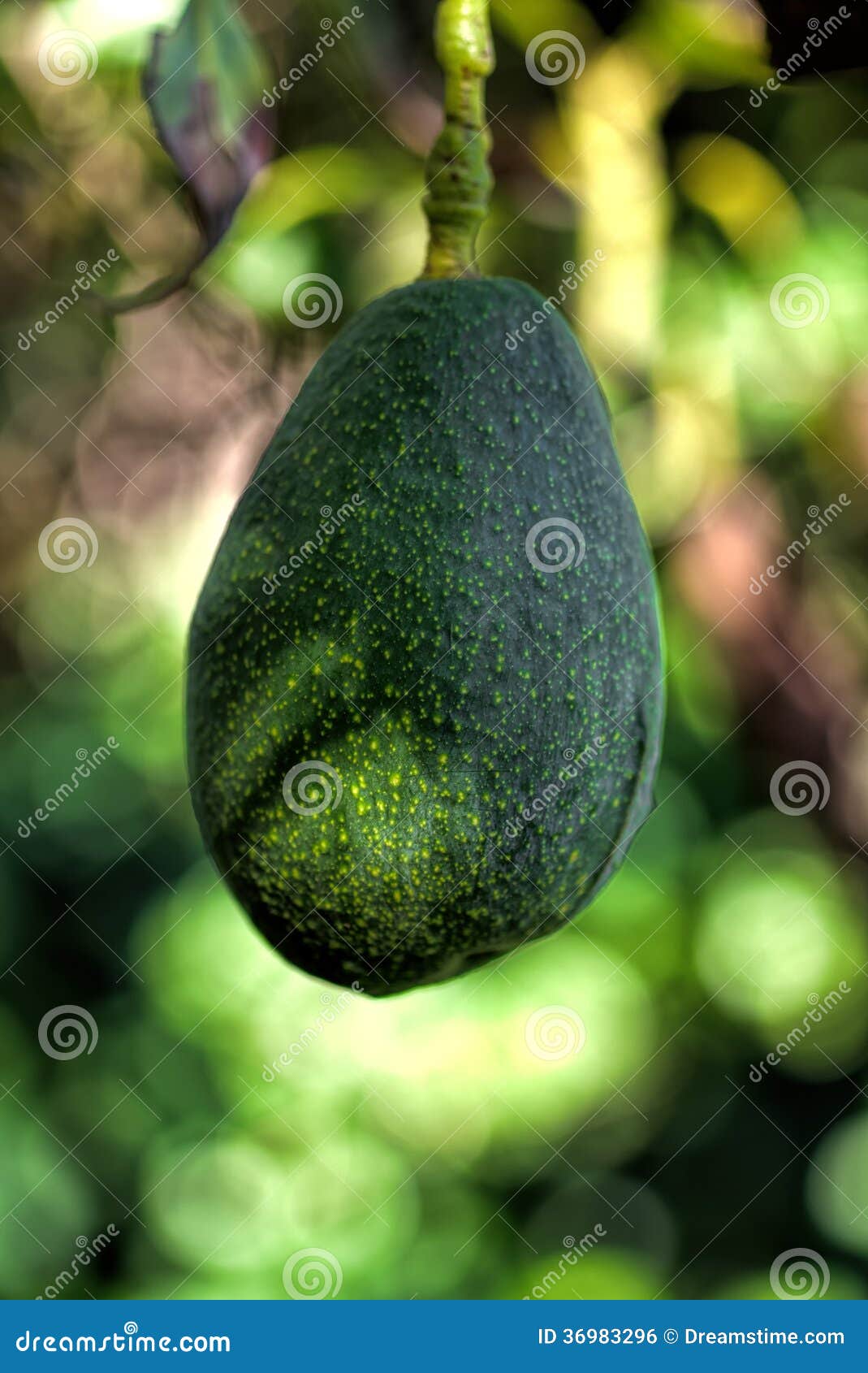 Avocado op boom stock foto. Image of plantaardig, organisch - 36983296