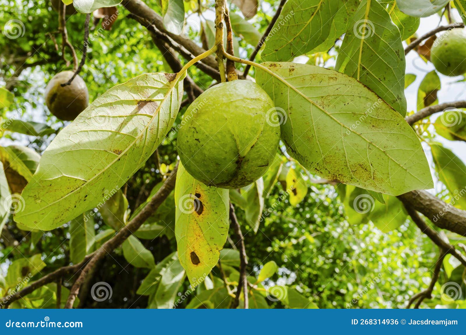 An Isolated Avocado Pear on a Tree Stock Photo - Image of americana ...