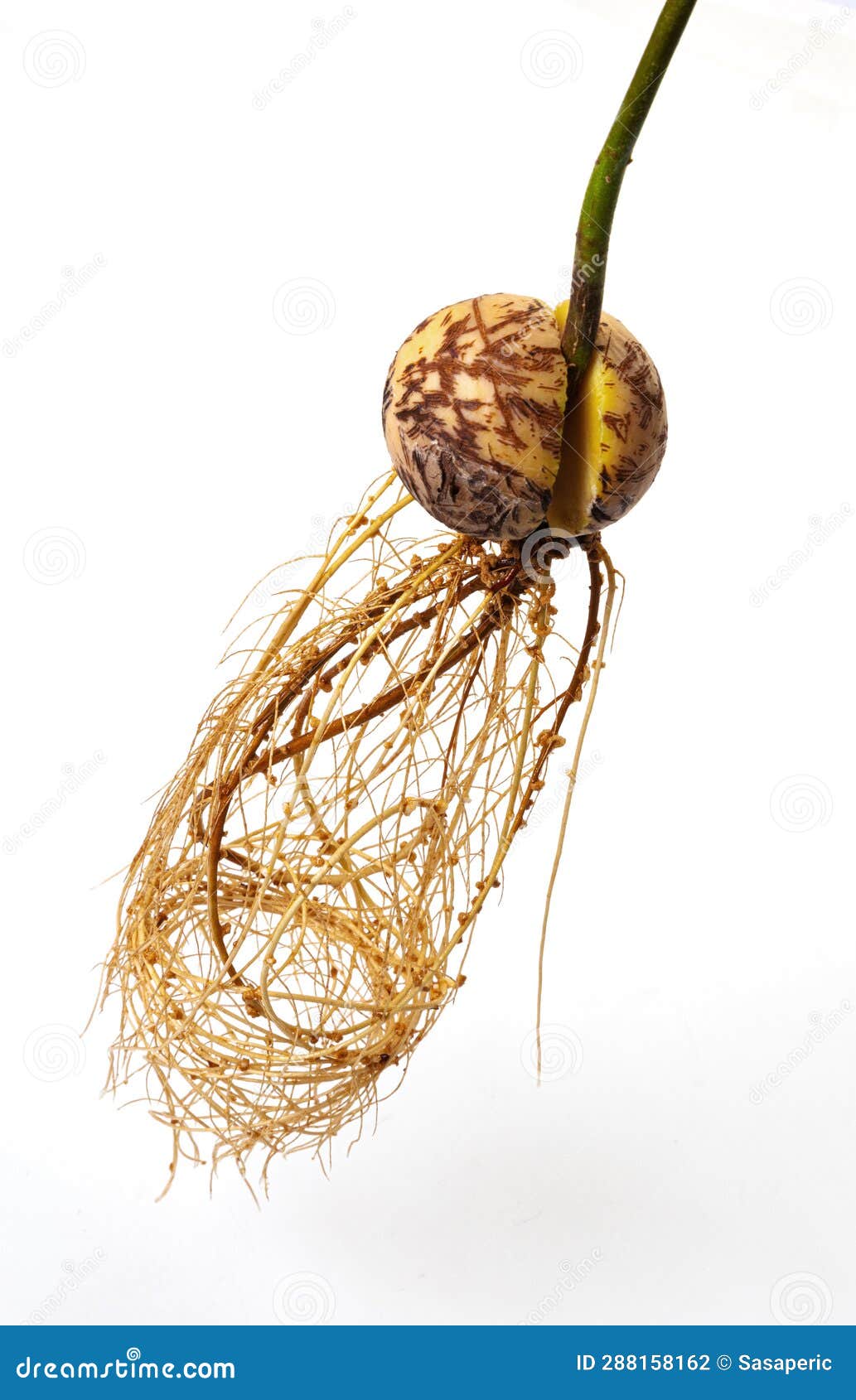 Avocado Plant Root Isolated on White Stock Photo - Image of homegrown ...