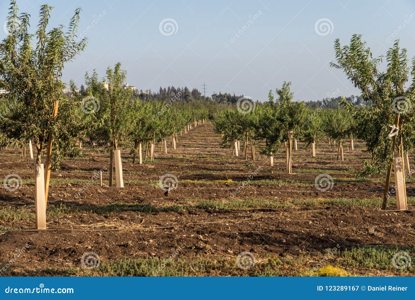 Avocado plantation stock image. Image of grass, leaf - 123289167