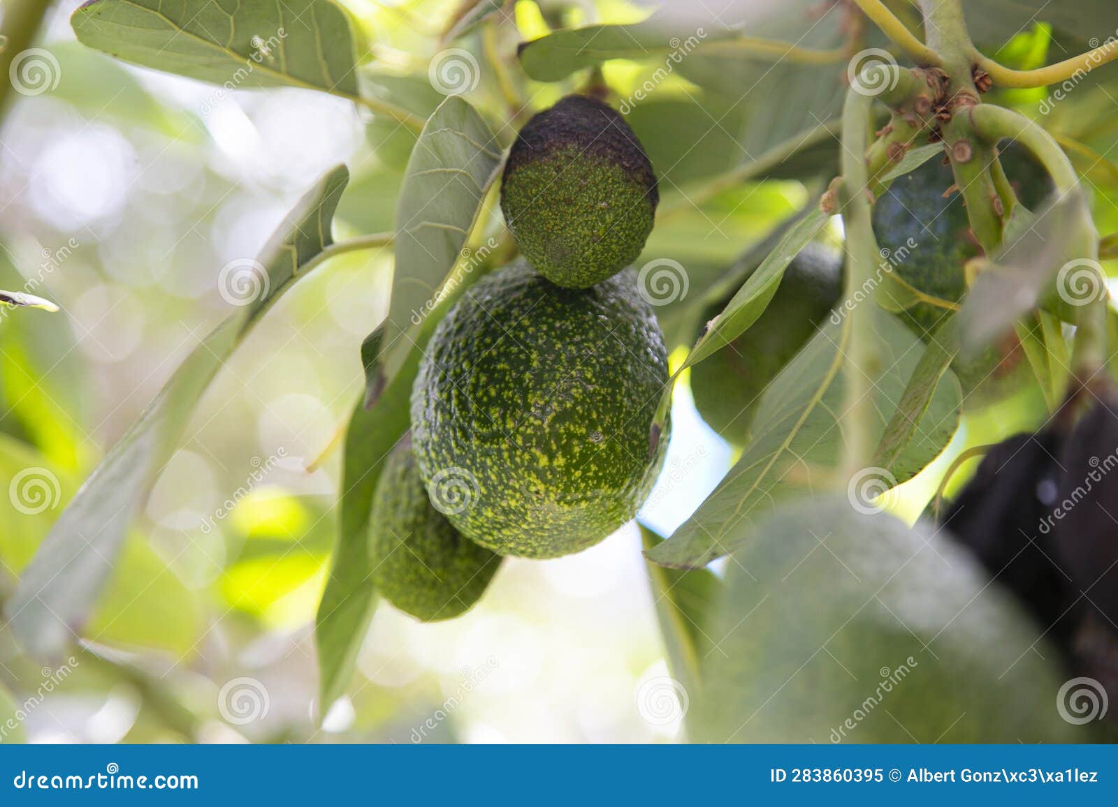 Avocado Plantation with Its Fruit in Peru. Stock Image - Image of chile ...