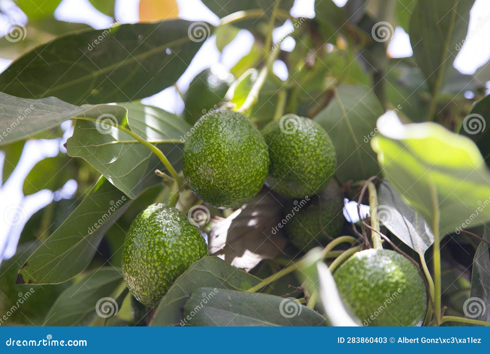Avocado Plantation with Its Fruit in Peru. Stock Image - Image of ...