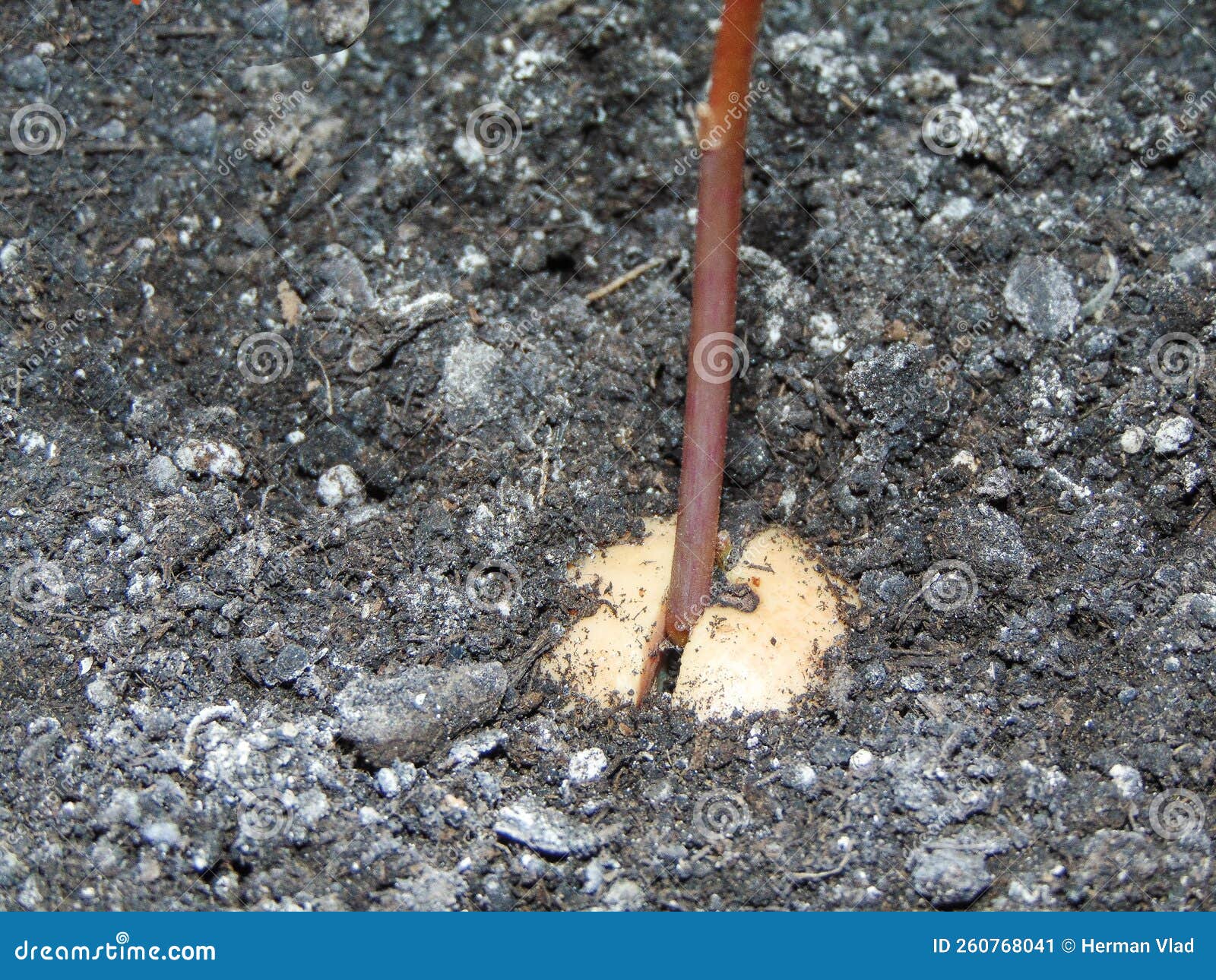 Avocado Seed with Root and Sprout. Growth Stage of the Avocado Plant ...